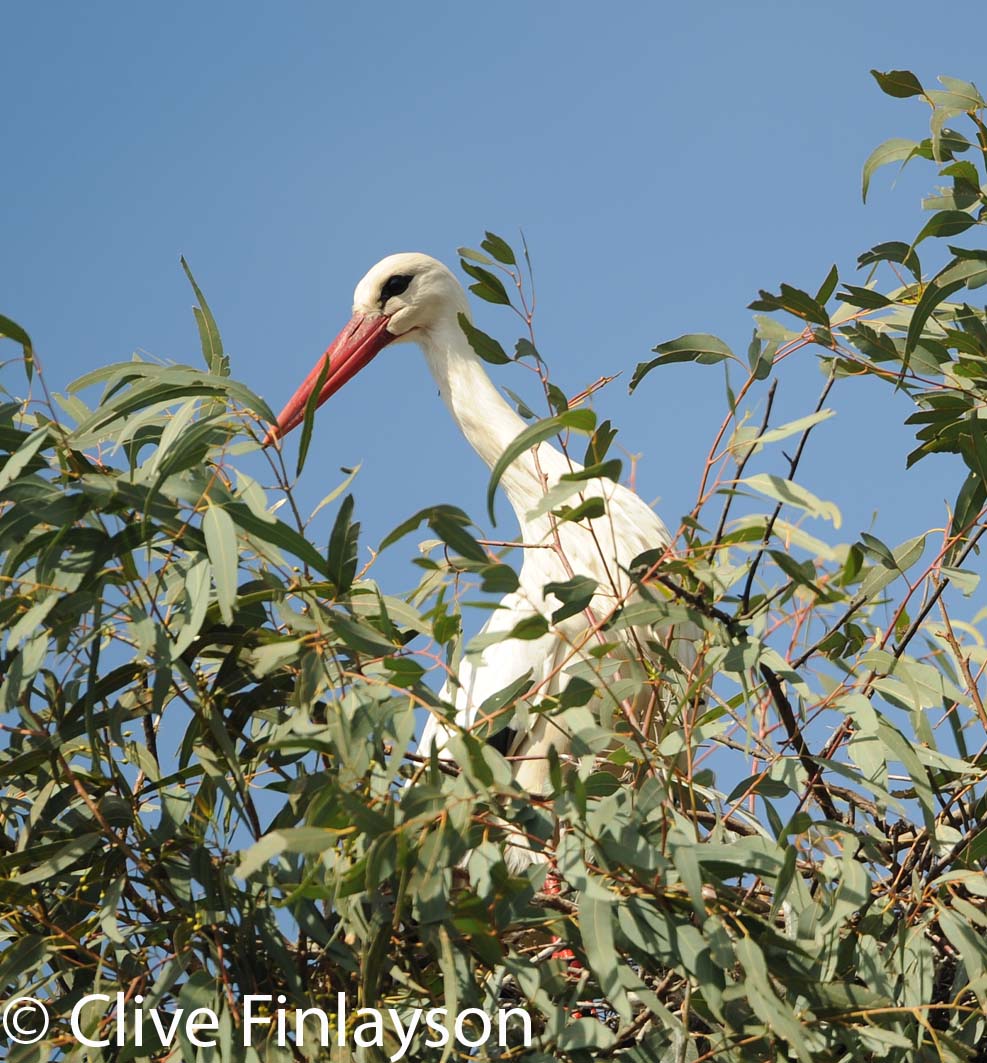 Natur-al-Andalus: Changing behaviour of the White Stork