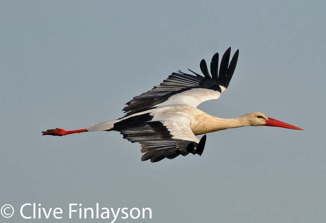 Natur-al-Andalus: Changing behaviour of the White Stork