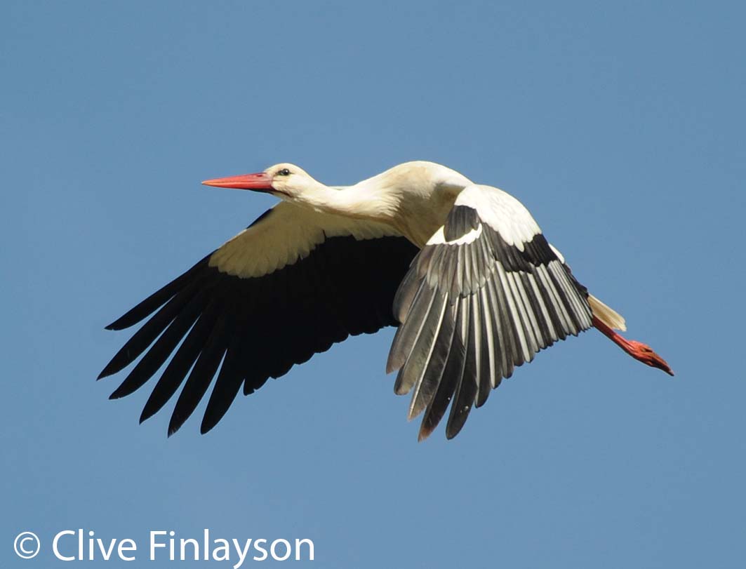 Natur-al-Andalus: Changing behaviour of the White Stork