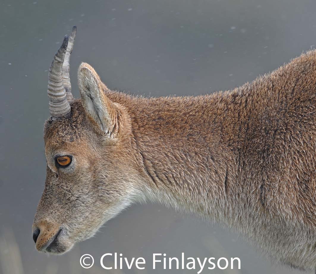 Natur-al-Andalus: In Search of the Ibex