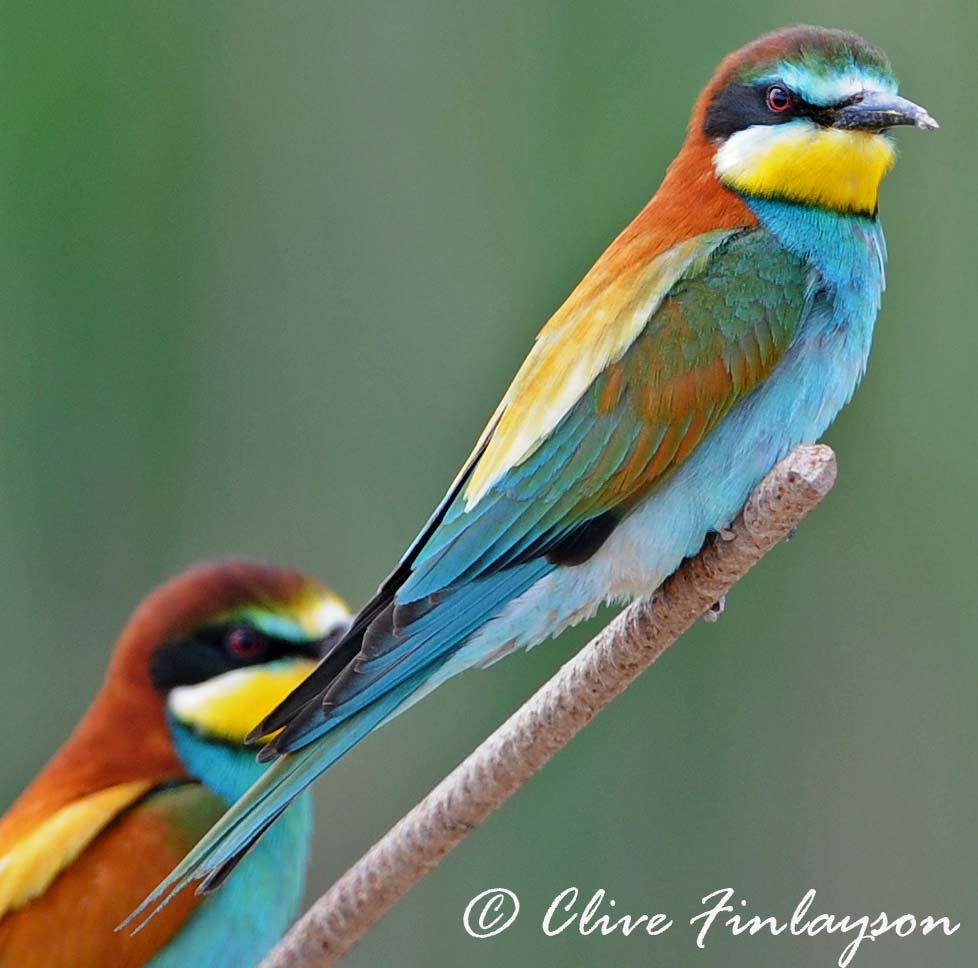 Natur-al-Andalus: European Bee-eater - Bird of 2010