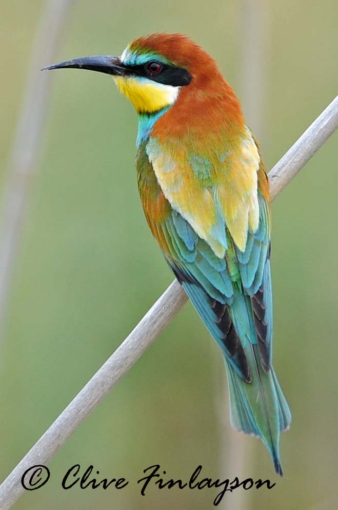 Natur-al-Andalus: European Bee-eater - Bird of 2010