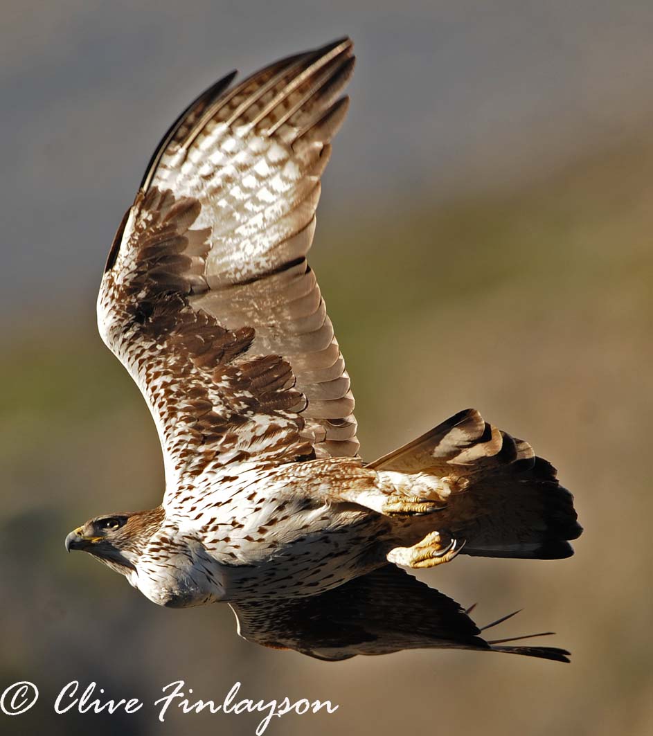 Natur-al-Andalus: Diary: The Bonelli's Eagle