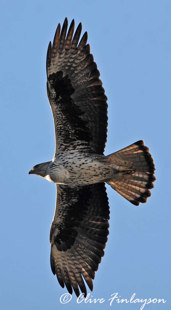 Natur-al-Andalus: Diary: The Bonelli's Eagle