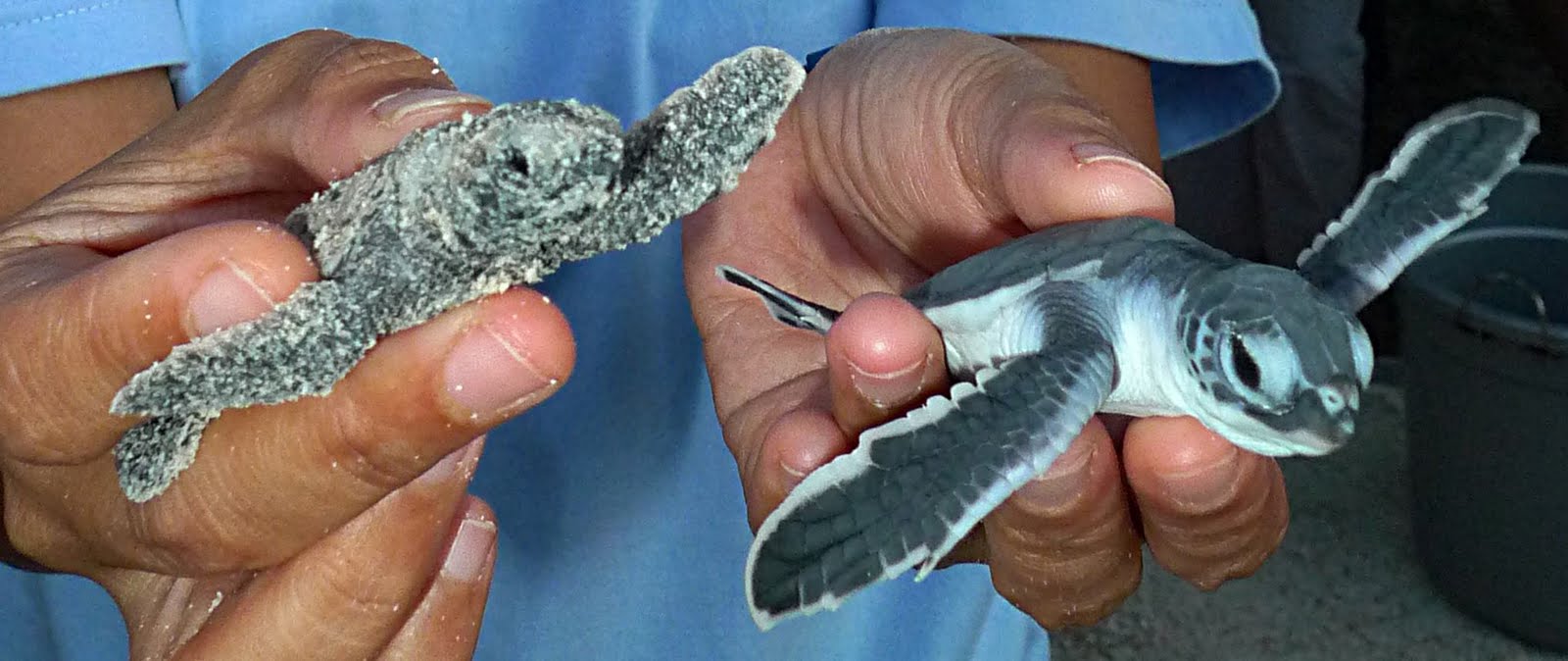 Bintan Turtle Conservation