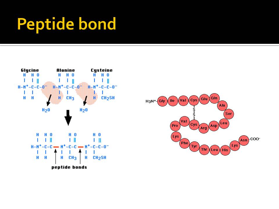 Biology: Chapter 4 : Chemical Composition of Cell