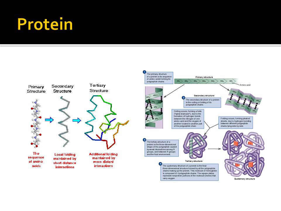 Biology: Chapter 4 : Chemical Composition of Cell