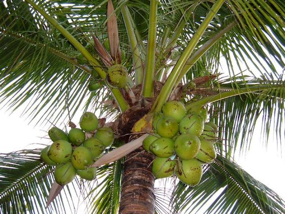 Welcome to Nenmara / Nemmara Village!: 101 THINGS TO DO IN KERALA