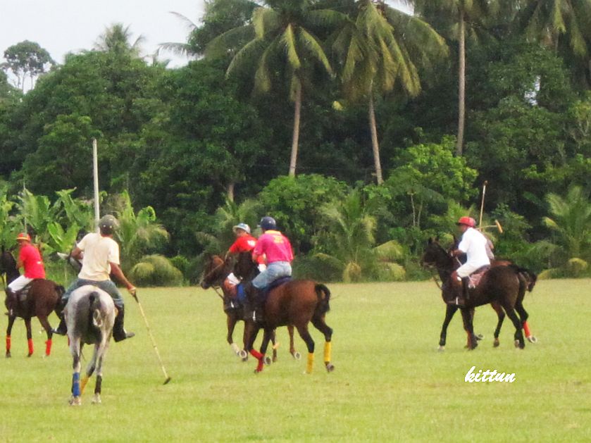 KUDA KELANTAN: Dari XRace Jadi Kuda Polo