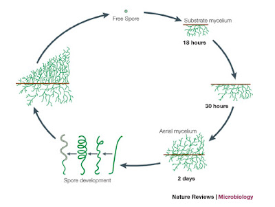 Streptomyces: they're twisted!