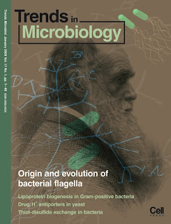 About the fabulous covers of the Trends journals