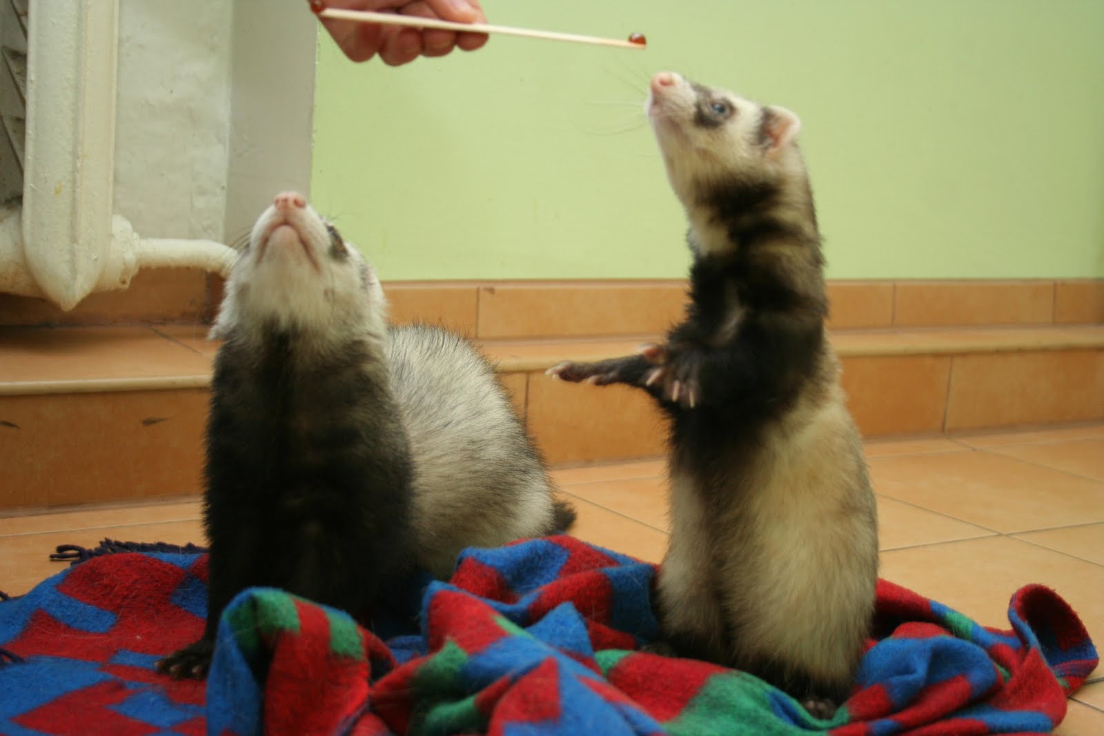 Tuhkrutohter: Teadmisi tuhkrutest