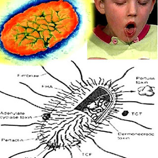 Una mirada microscópica