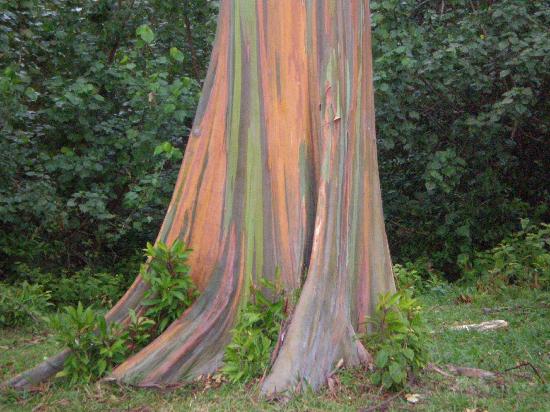 campur campur: pohon pelangi