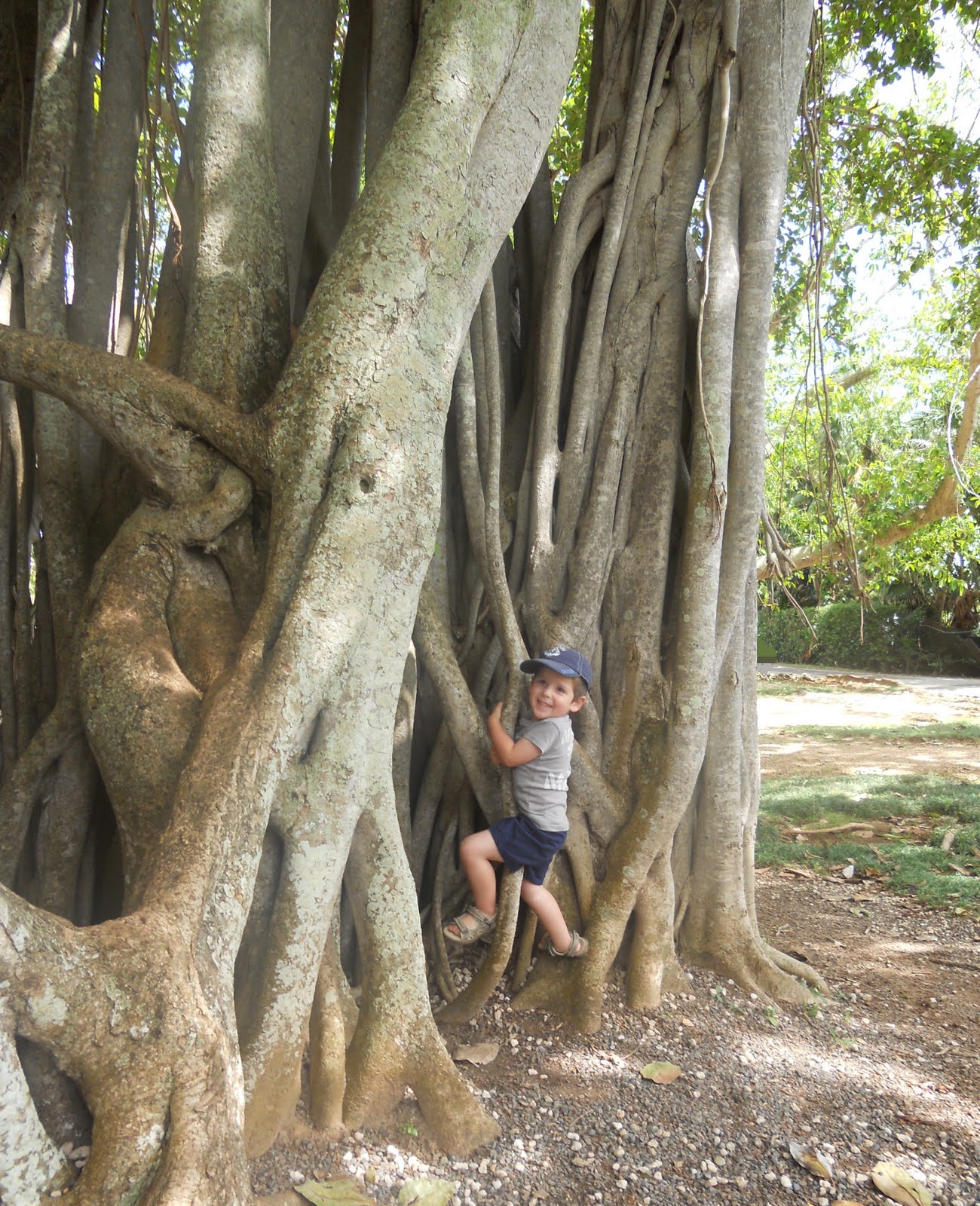 Counting Coconuts: Daily Rhythm