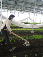 Have You Ever Picked A Carrot?: Till, Rake, Rattle and Roll: Amending A ...