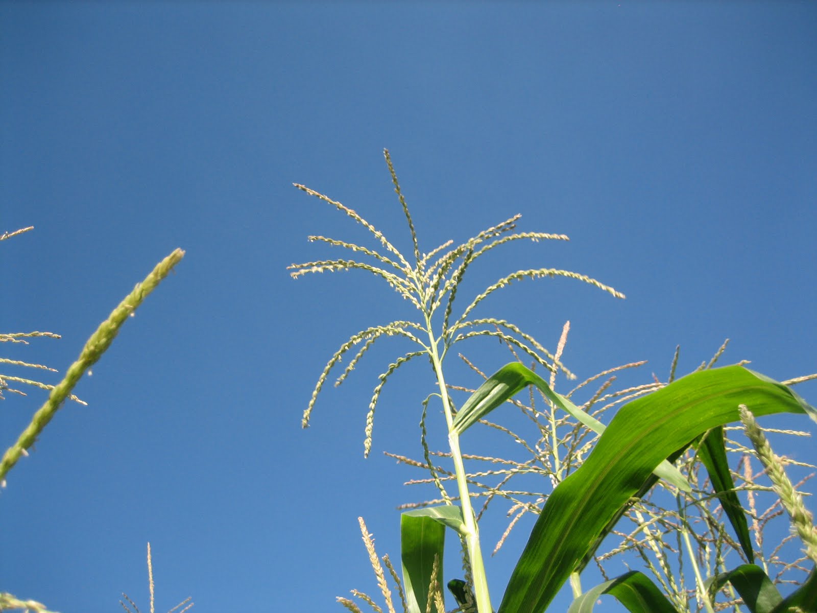 Have You Ever Picked A Carrot?: Cornography