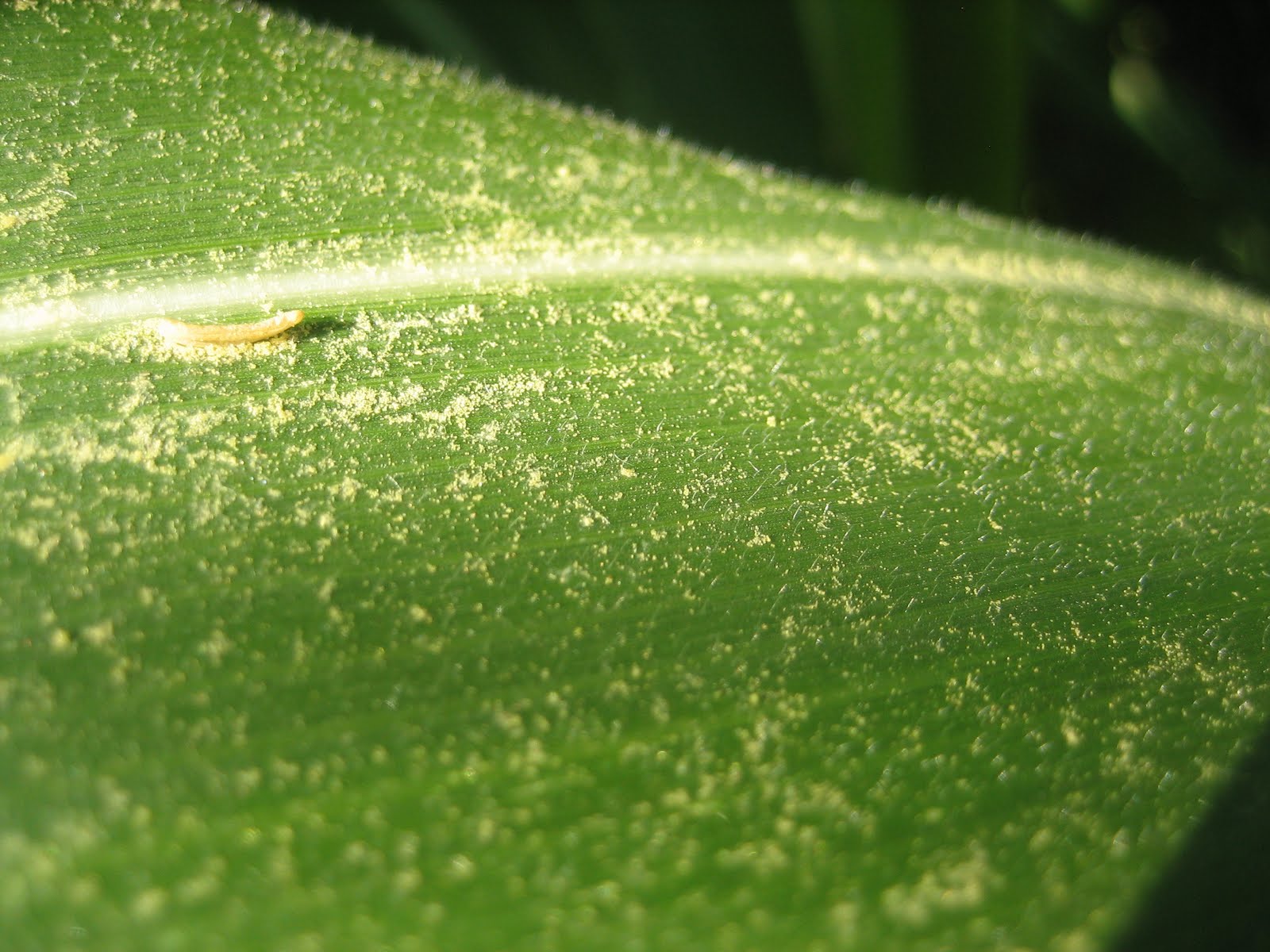 Have You Ever Picked A Carrot?: Cornography