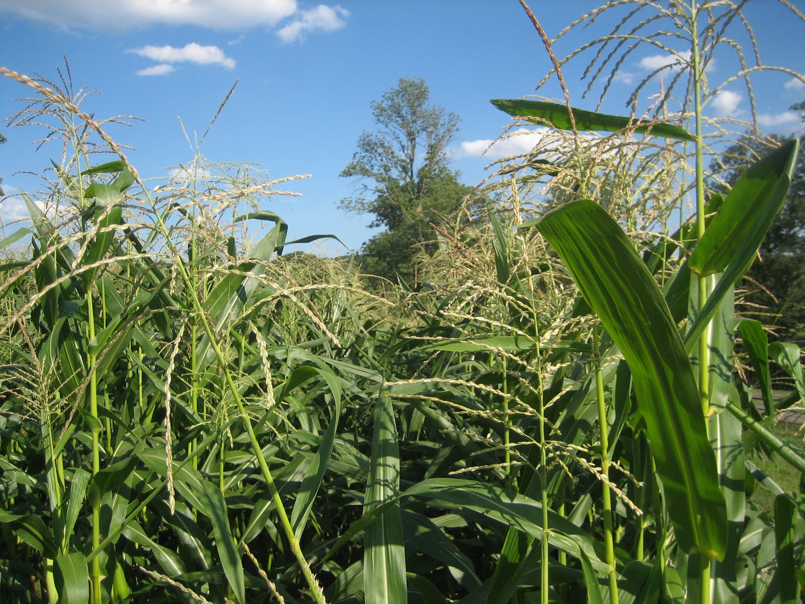 Have You Ever Picked A Carrot?: Cornography