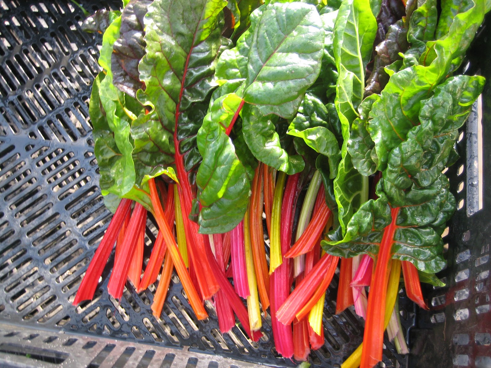 Have You Ever Picked A Carrot?: Getting Back to Work