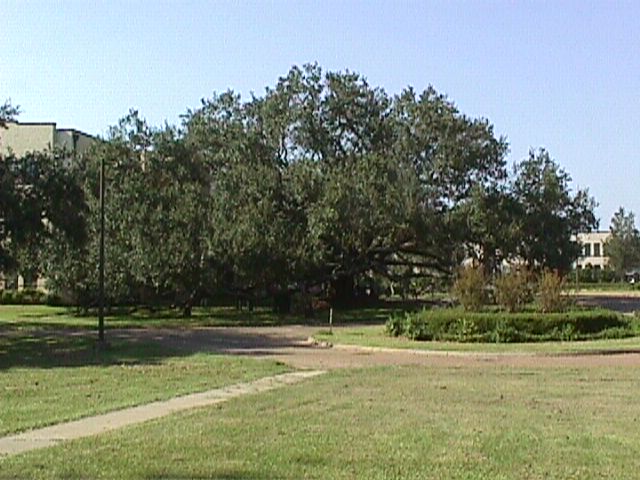 Welcome to Simply Jean's: Friendship Oak Tree