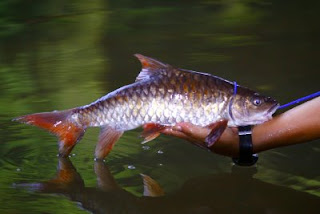 Malaysian River Fish