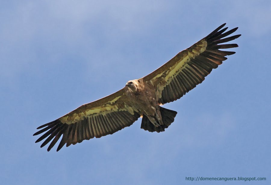 QUADERN DE CAMP: VOLTOR COMÚ (Gyps fulvus)