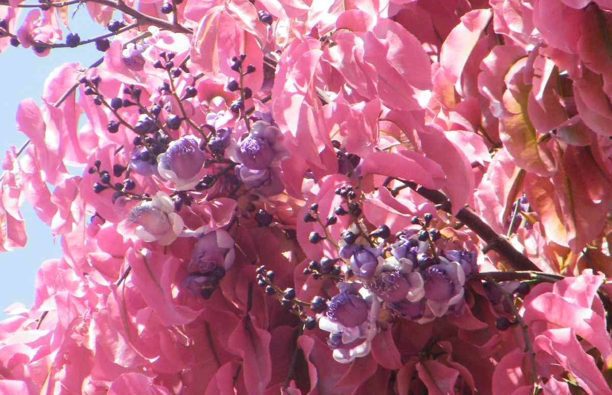 Blog do Ramon Lamar: Sapucaia: Lecythis pisonis (Lecythidaceae)