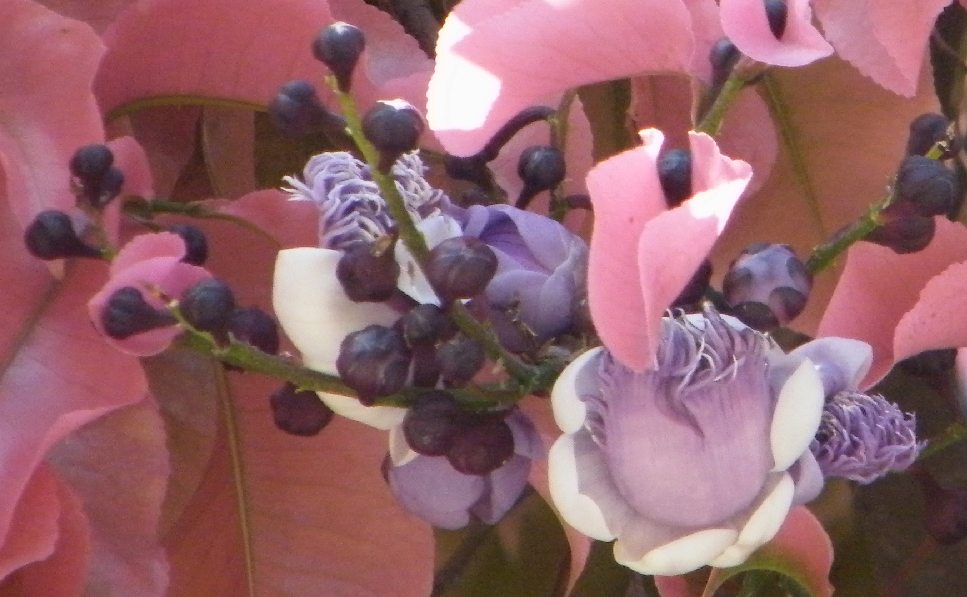 Blog do Ramon Lamar: Sapucaia: Lecythis pisonis (Lecythidaceae)