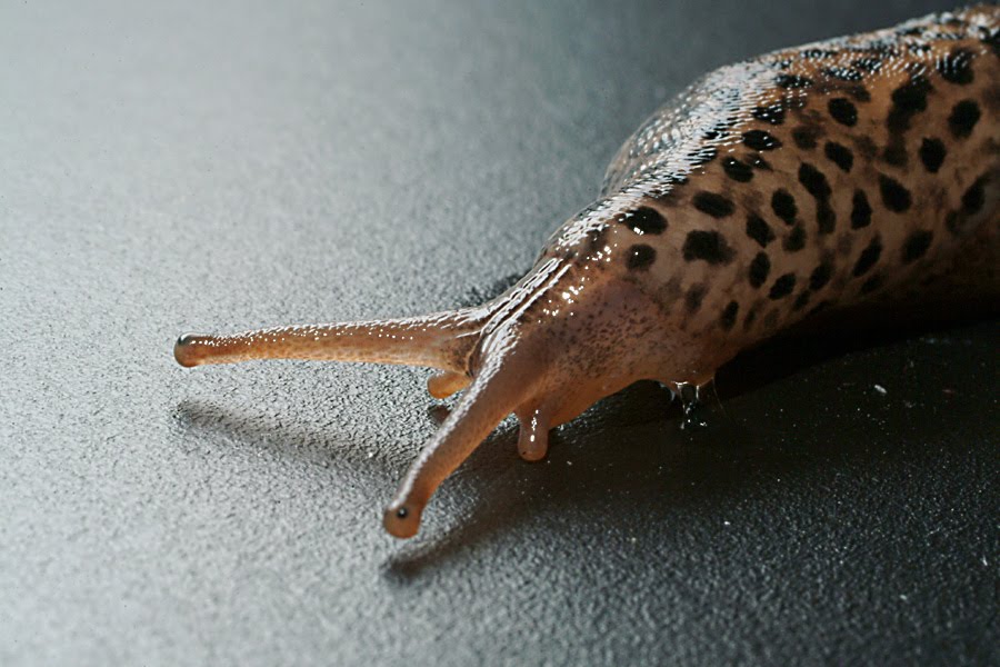 Flying High with Ms. Flores: Slugs or Snakes?