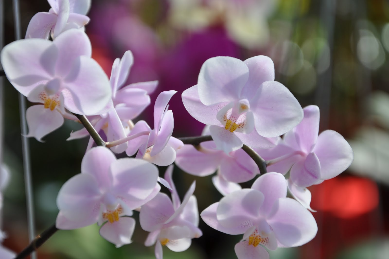 Chia's Orchid: Penang Orchid Show 18-3-2010 Part 4..Phalaenopsis