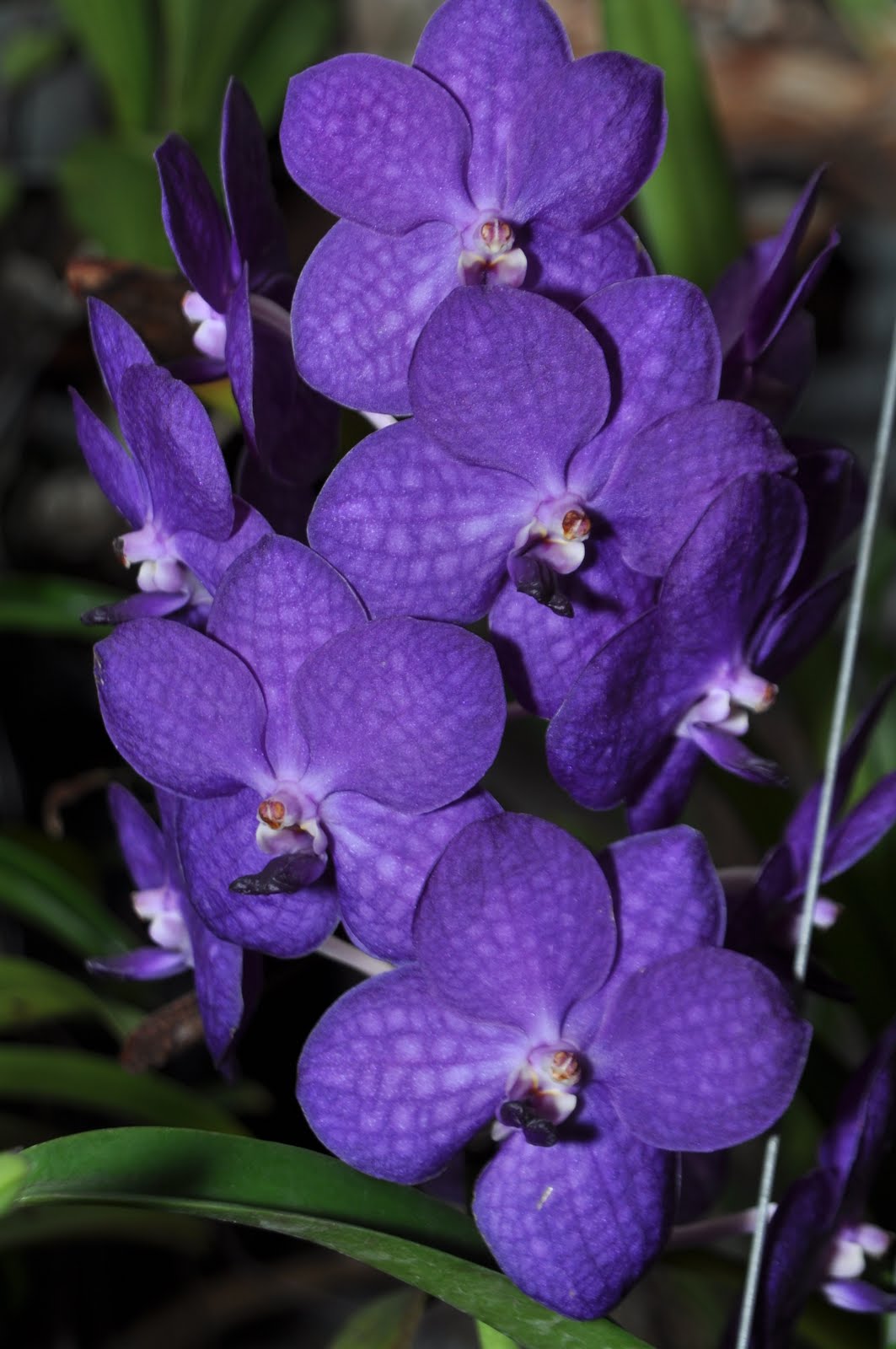 Chia's Orchid: My Orchid Blooming...Ascda.Blue Boy,Aer.Lawencea x ...