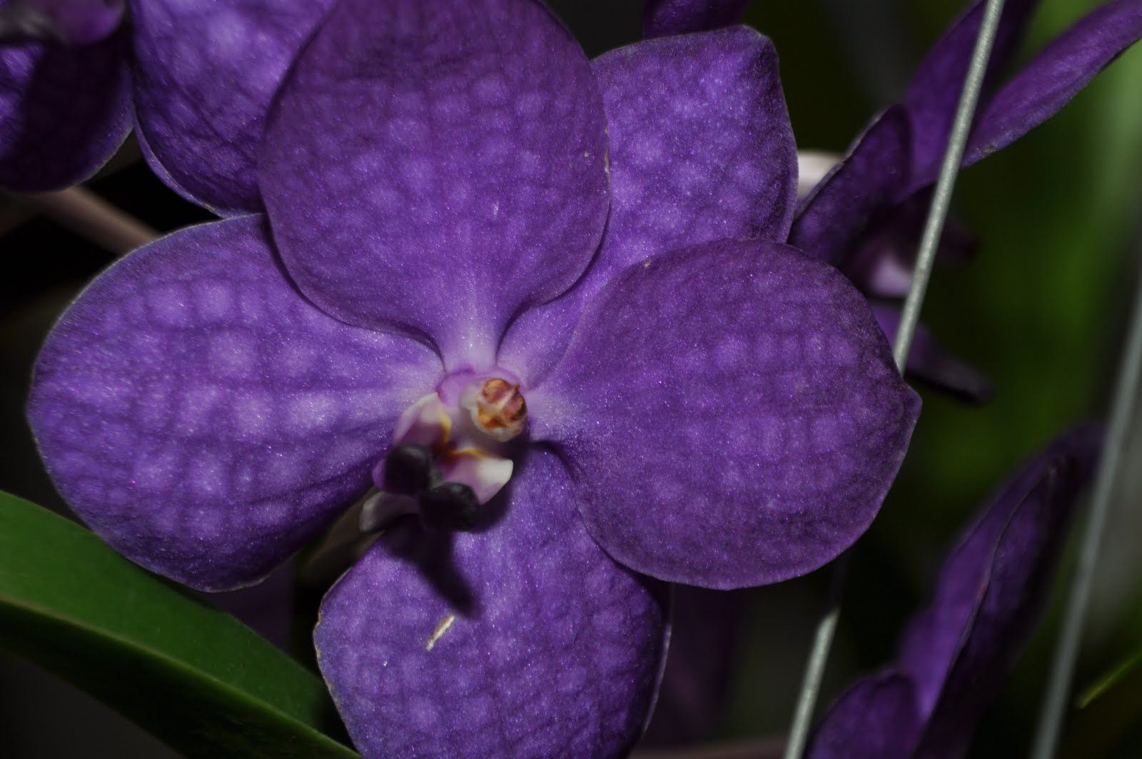 Chia's Orchid: My Orchid Blooming...Ascda.Blue Boy,Aer.Lawencea x ...