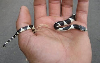 KING SNAKE BRAZIL: Comprando sua primeira King Snake