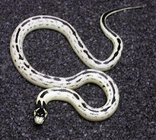 KING SNAKE BRAZIL