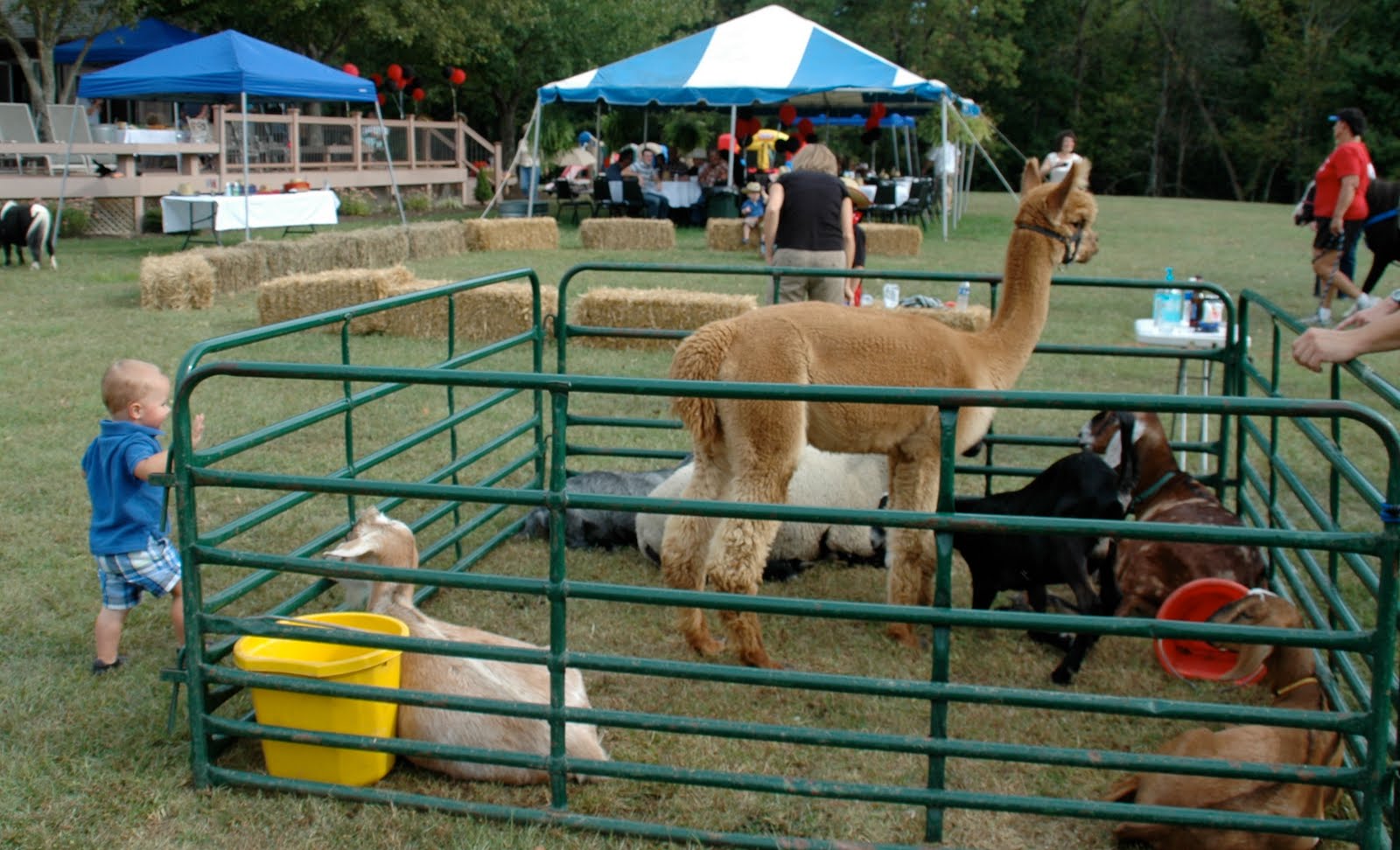 The Deepe Family: Birthday Party, Petting Zoo and Pony Rides