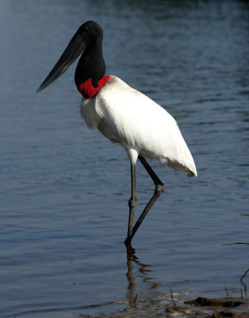 O PANTANAL DO MATO GROSSO: Tuiuiú