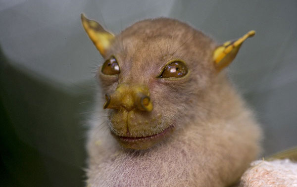 Ugly Overload: Nameless uglynose