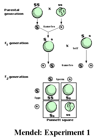 Professor Rodrigo Utrera: Complementando a 1ª Lei de Mendel