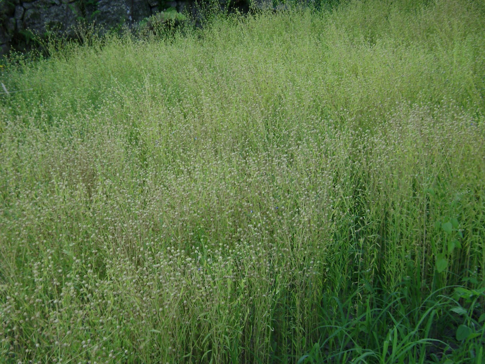 Associação Expressão do Passado: Vida do Linho