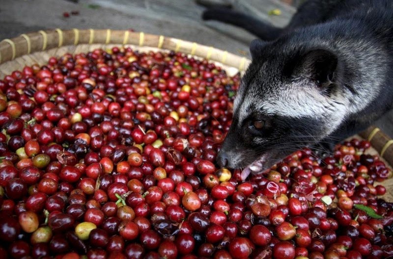 Posh Alert: Kopi Luwak - Civet Coffee..It's new to me!