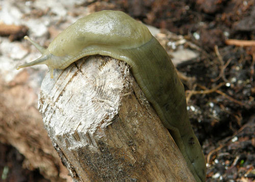 Tell Her About It: I feel like a big slimy slug.