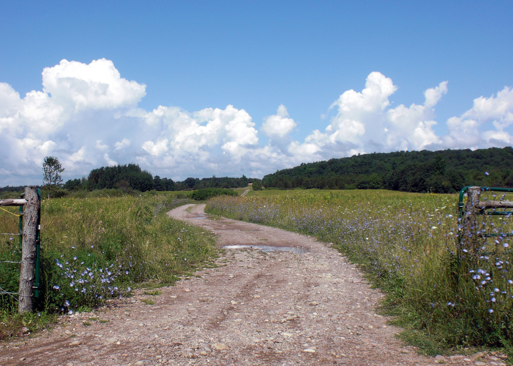 The Violet Fern: What's Blooming: Island Meadow