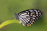 Butterflies of Singapore: Butterfly Survival Strategies - Part 1