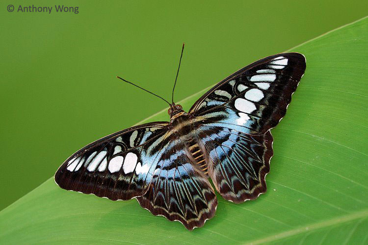 Butterflies of Singapore: Butterfly Re-Introduction - Boon or Bane?