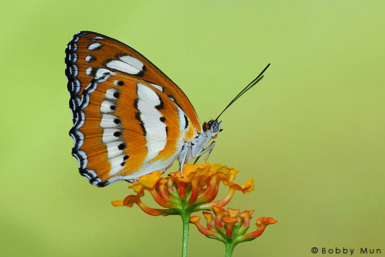 Butterflies of Singapore: Nov 11, 2010