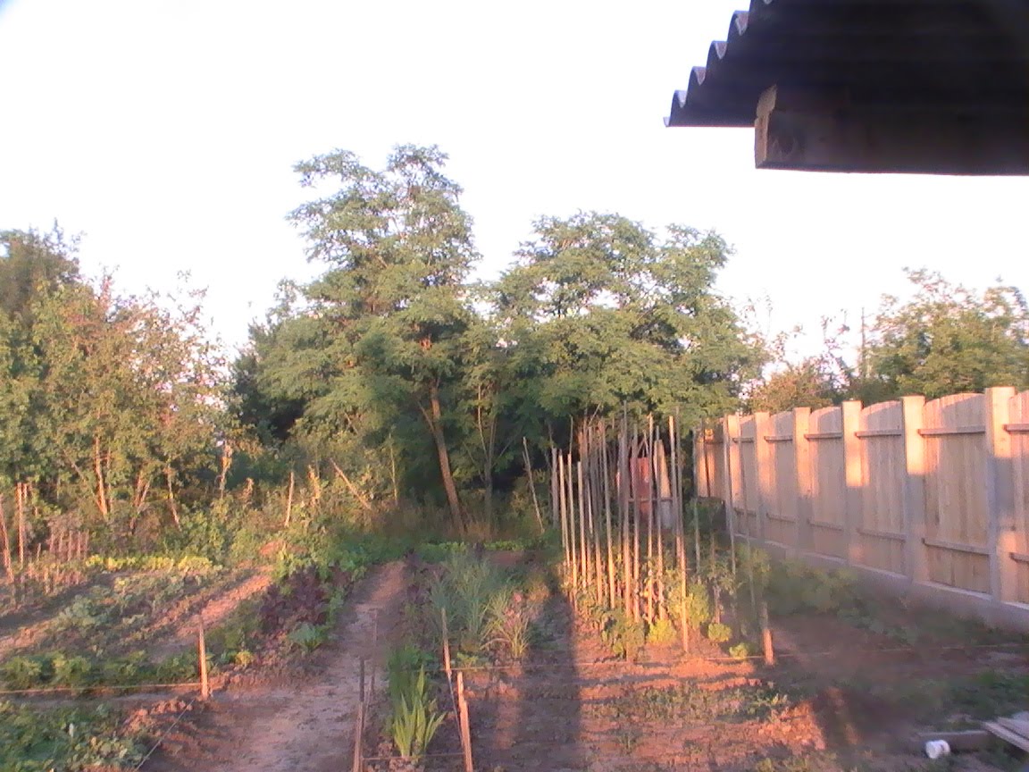 GradinaPasiuneaMea: Legumeledin gradina mea , acum