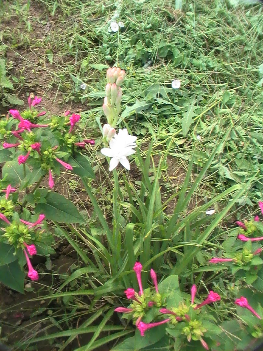 GradinaPasiuneaMea: Tuberoze-Polianthes