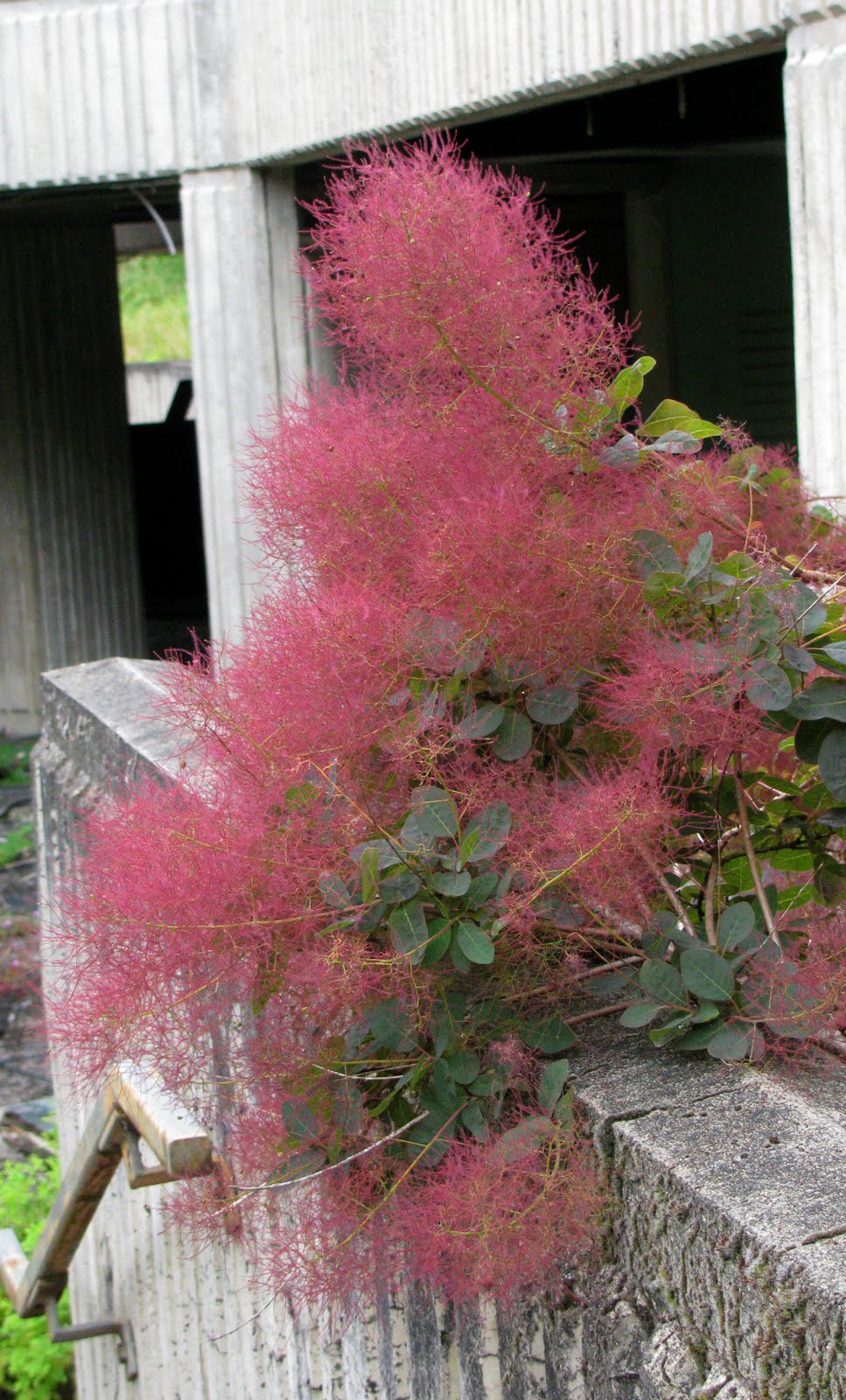 The Abandoned: The Gruesome and The Gorgeous