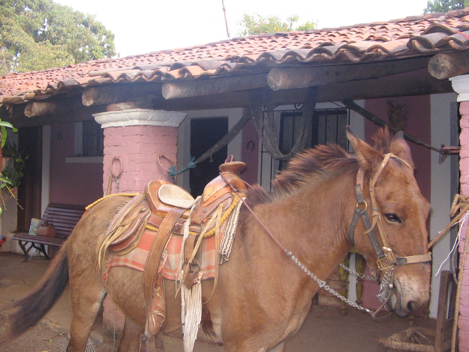 Las Palmas Rancho Organico y Ecologico: LA FAUNA EN EL RANCHO